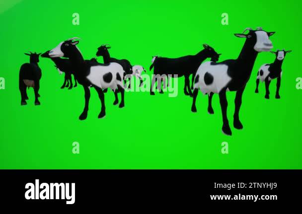 3D animation of a herd of black and white goats from three side angles ...