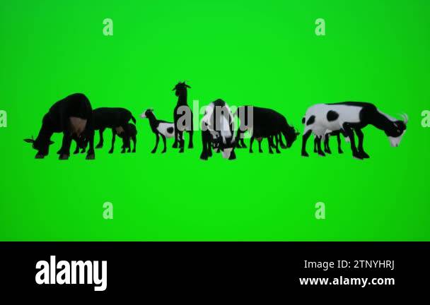 3D animation of a herd of black and white goats three back angles to ...