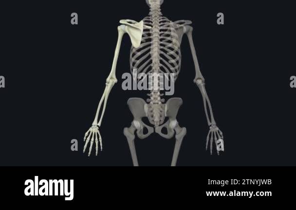 The upper extremity or arm is a functional unit of the upper body Stock ...