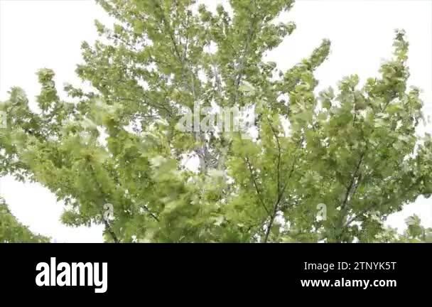 Oak tree in hedge Stock Videos & Footage - HD and 4K Video Clips - Alamy