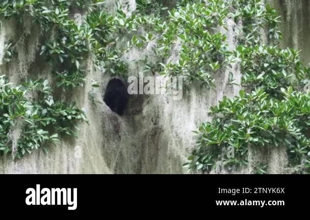 spectacled bear, Tremarctos ornatus, native to the forests of the ...