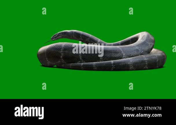 Snake Premium Quality green screen effect 4k, Abstract technology ...