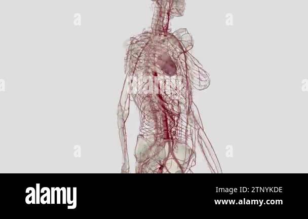 The largest artery in the body is the aorta, which connects to the ...