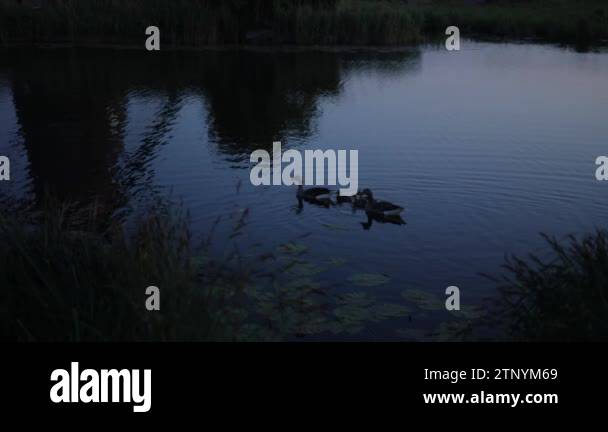 A family of ducks, geese swims in a water channel, river, lake. Lots of ...