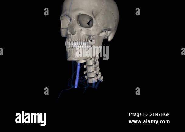 The internal jugular vein is a paired venous structure that collects ...