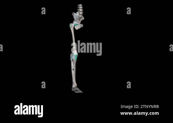 Lower limb ligaments bones Stock Videos & Footage - HD and 4K Video ...