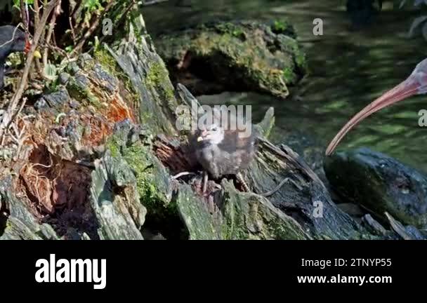 Juvenile baby common moorhen Gallinula chloropus also known as the ...