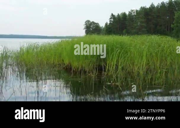 Shore of Lososinnoye lake. Taiga ecosystem. Reed sedge grow on hummocks ...