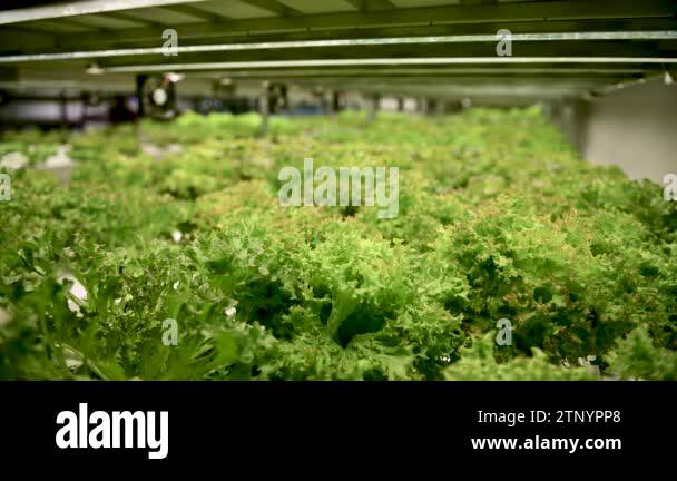 Dynamic root floating technique Stock Videos & Footage - HD and 4K ...