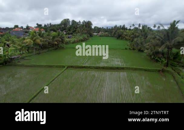 Drone flying over rice field, stacked terraces and village with houses ...