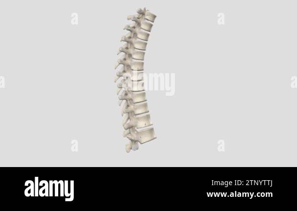 In vertebrates, thoracic vertebrae compose the middle segment of the ...