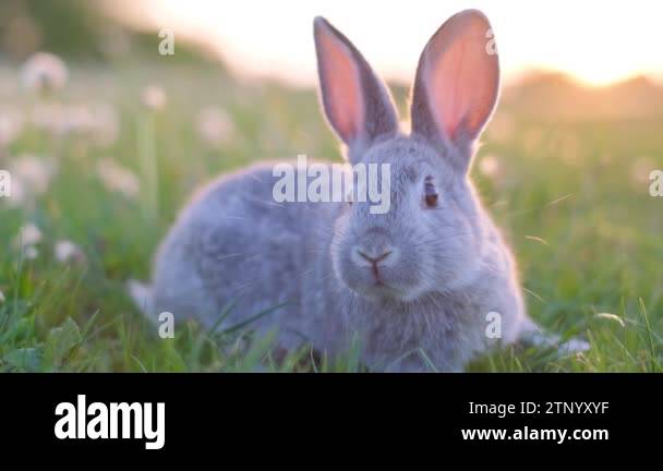 Bunny lover Stock Videos & Footage - HD and 4K Video Clips - Alamy
