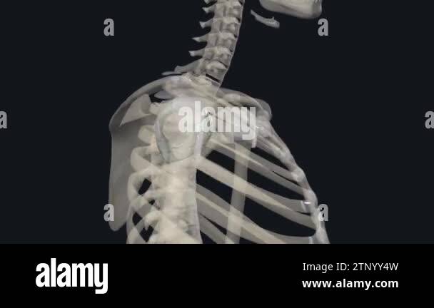The glenohumeral joint is a ball and socket joint that includes a ...