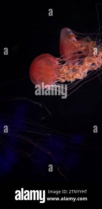 beautiful colourful jellyfish medusa swim underwater in ocean or zoo ...