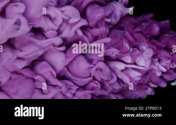 Purple Ink Mixing in Water. Slow Motion. Black Background. Abstract ...