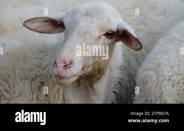 Tender of sheep Stock Videos & Footage - HD and 4K Video Clips - Alamy