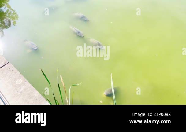 Suffocation fish Stock Videos & Footage - HD and 4K Video Clips - Alamy