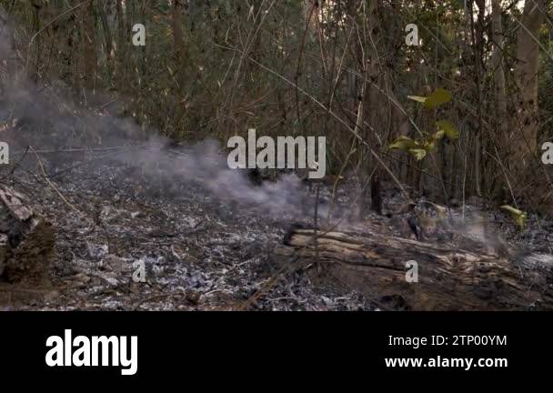 Toxic Inferno: Dry Seasons Ground Fire Generates Air Pollution in the ...