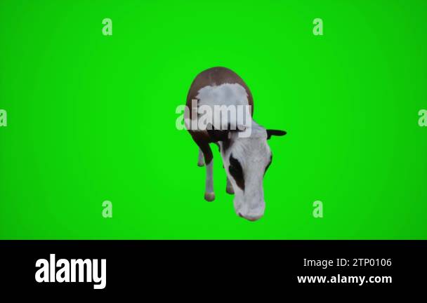 3D animation of cow not facing each other for internal and external ...