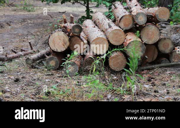 The problem of deforestation.Huge logs from felled trees lie in forest ...