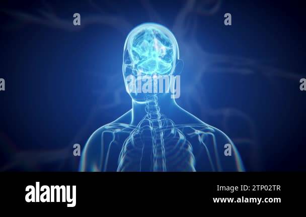 3d rendered medically accurate illustration of a human brain. Concept ...