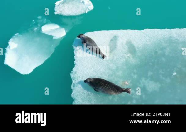 Fur Seals on the iceberg in Iceland. Mammal ocean animals in the wild ...