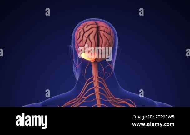 Anatomy of the human brain left cerebellum Stock Video Footage - Alamy