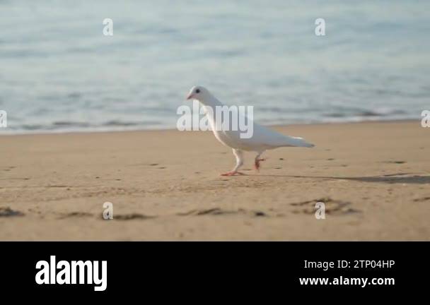 White dove by water Stock Videos & Footage - HD and 4K Video Clips - Alamy