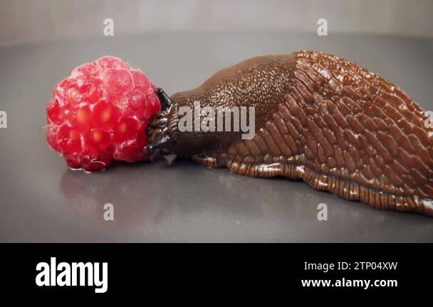 Close-up of Spanish slug, Arion vulgaris. The most Invading animal in ...