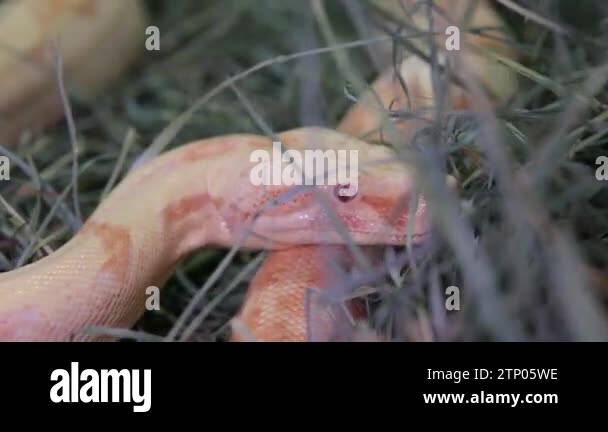 Albino burmese snake Stock Videos & Footage - HD and 4K Video Clips - Alamy