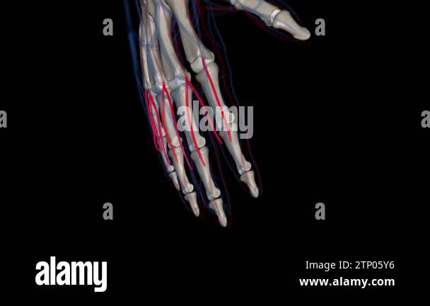 The common digital arteries are small vessels that come from the palmar ...