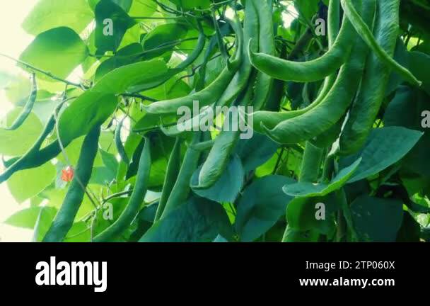 Runner bean flowers pods Stock Videos & Footage - HD and 4K Video Clips ...