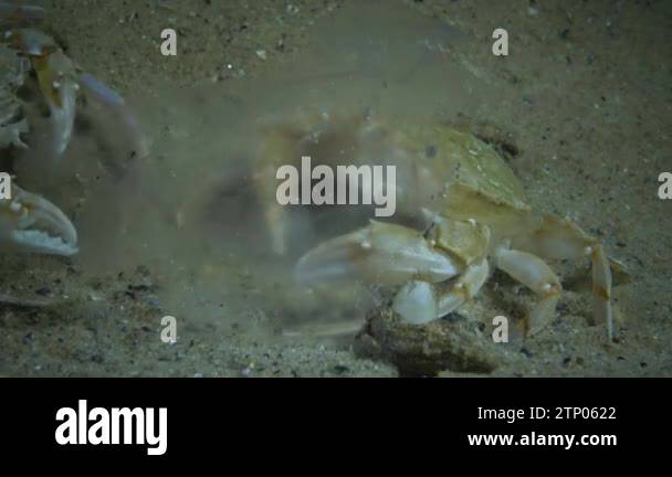 Crabs of the Redfish (Macropipus holsatus) eat jellyfish Aurelia aurita ...