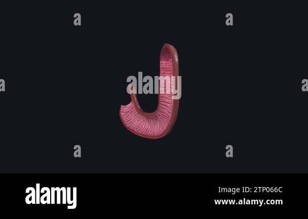 Longitudinal Muscular Layer of Small intestine Stock Video Footage - Alamy