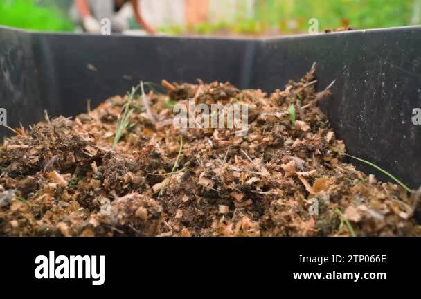 Bird droppings mixed with sawdust close-up, work in the garden in the ...