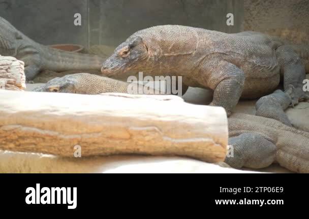 Ring lizard Stock Videos & Footage - HD and 4K Video Clips - Alamy