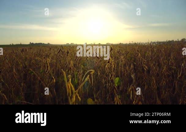 Soya Harvest Stock Videos And Footage Hd And 4k Video Clips Alamy