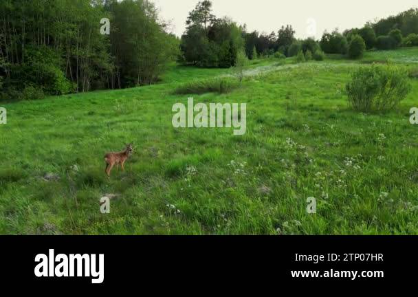 Whitetail Doe Deer Stomping in the wild. Female White-tailed Deer ...