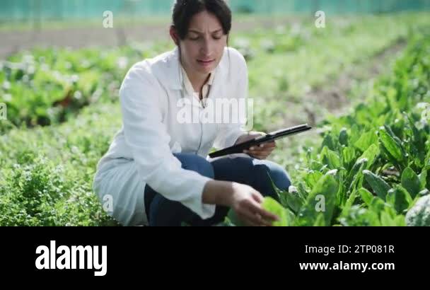 Crops inspection Stock Videos & Footage - HD and 4K Video Clips - Alamy