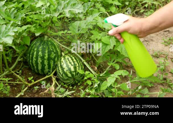 Spraying watermelons growing on the field from a spray bottle. Natural ...