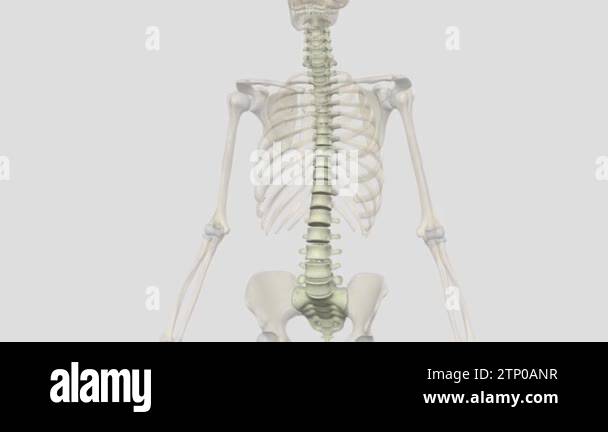 The vertebral column houses the spinal canal, a cavity that encloses ...