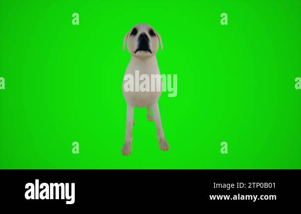 3D animation of front facing dog for interior and exterior scenes of ...
