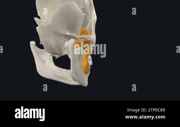 The buccal fat pad, also known as Bichat's fat pad Stock Video Footage ...