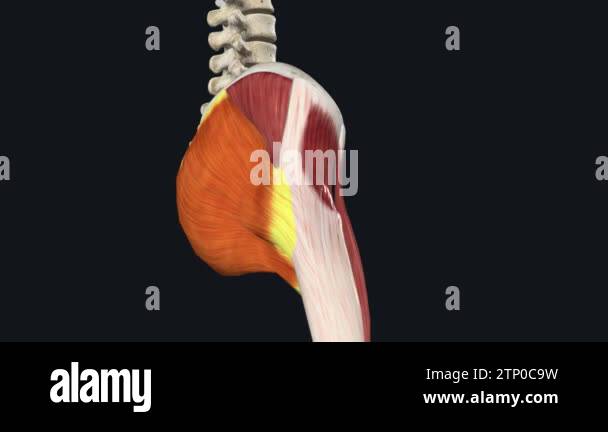 The gluteus maximus is the most superficial and largest of the three ...