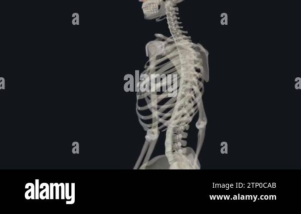 The anterior longitudinal ligament is a ligament that extends across ...