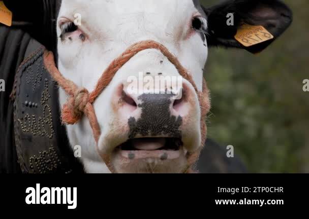 cow. close-up. muzzle of chewing cow. many flies flying around the ...