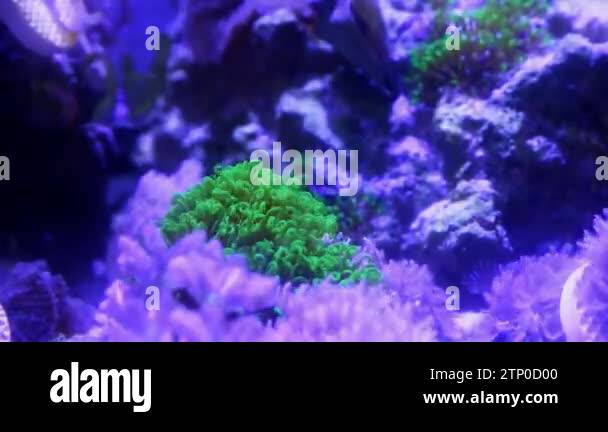 starburst polyp colony macro, long tentacle move in strong flow, new ...