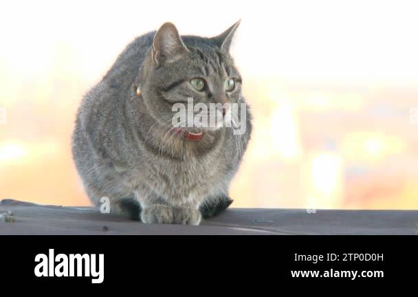 Cat on ledge Stock Videos & Footage - HD and 4K Video Clips - Alamy