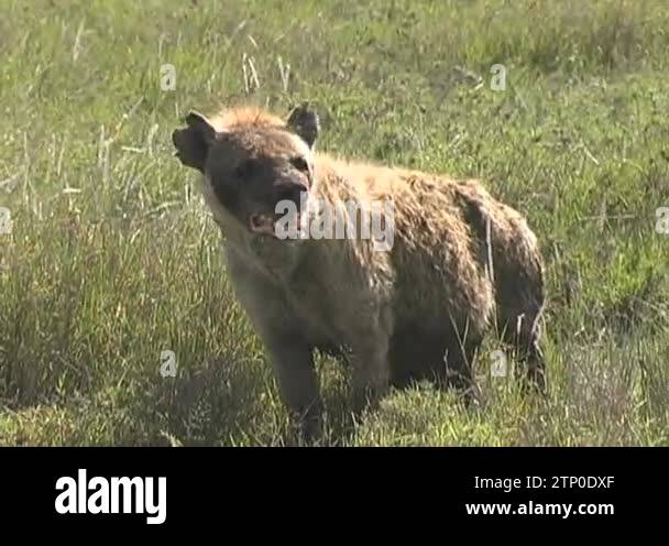 Hyena hunting Stock Videos & Footage - HD and 4K Video Clips - Alamy