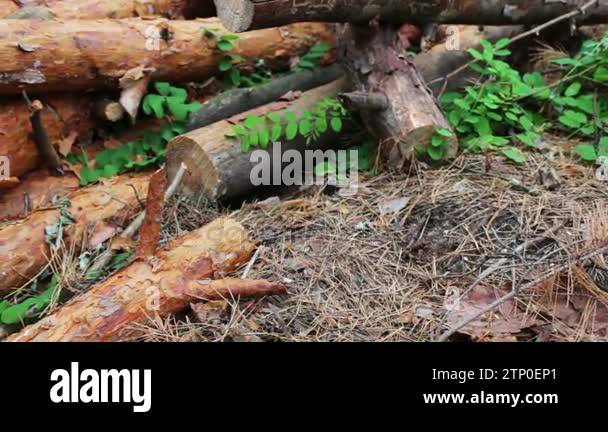 Huge logs from felled trees lie in forest on ground.Folded trees on the ...